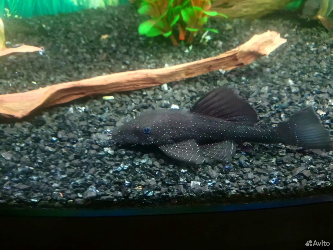 Анцитрус звезчатый