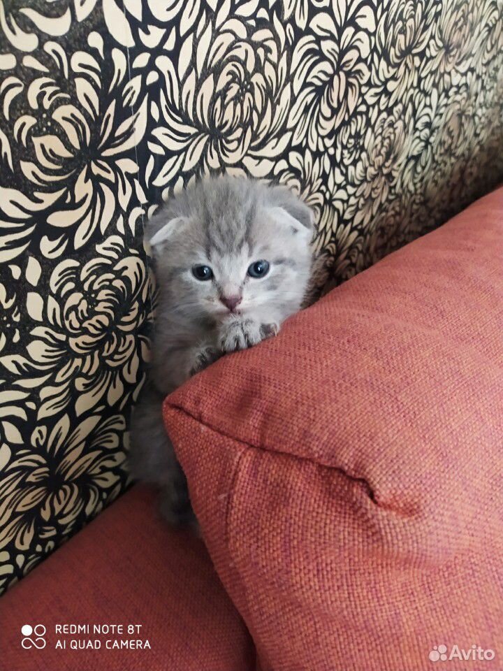 Вислоухие котята