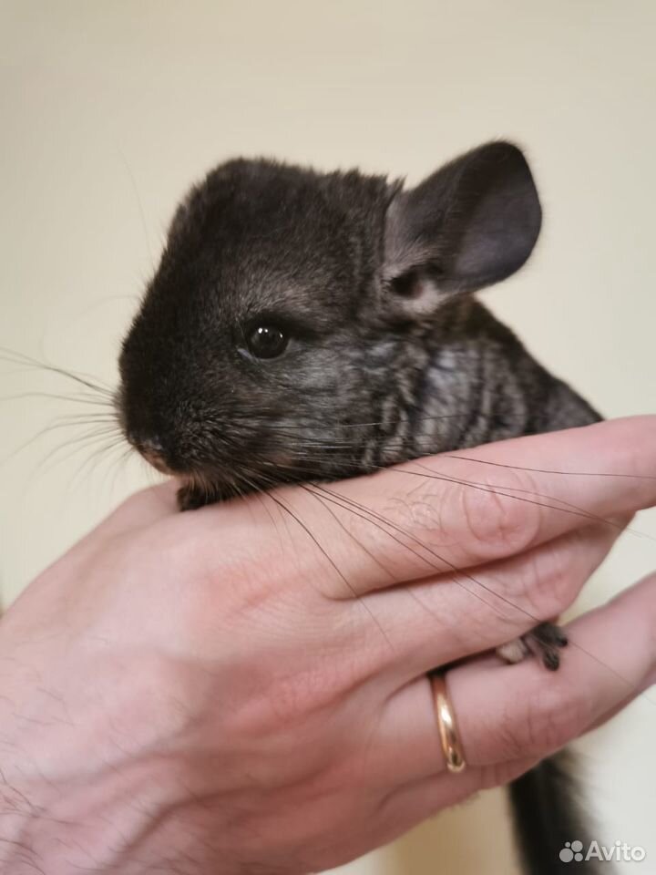 Шиншилла мальчик (1.5 месяца)