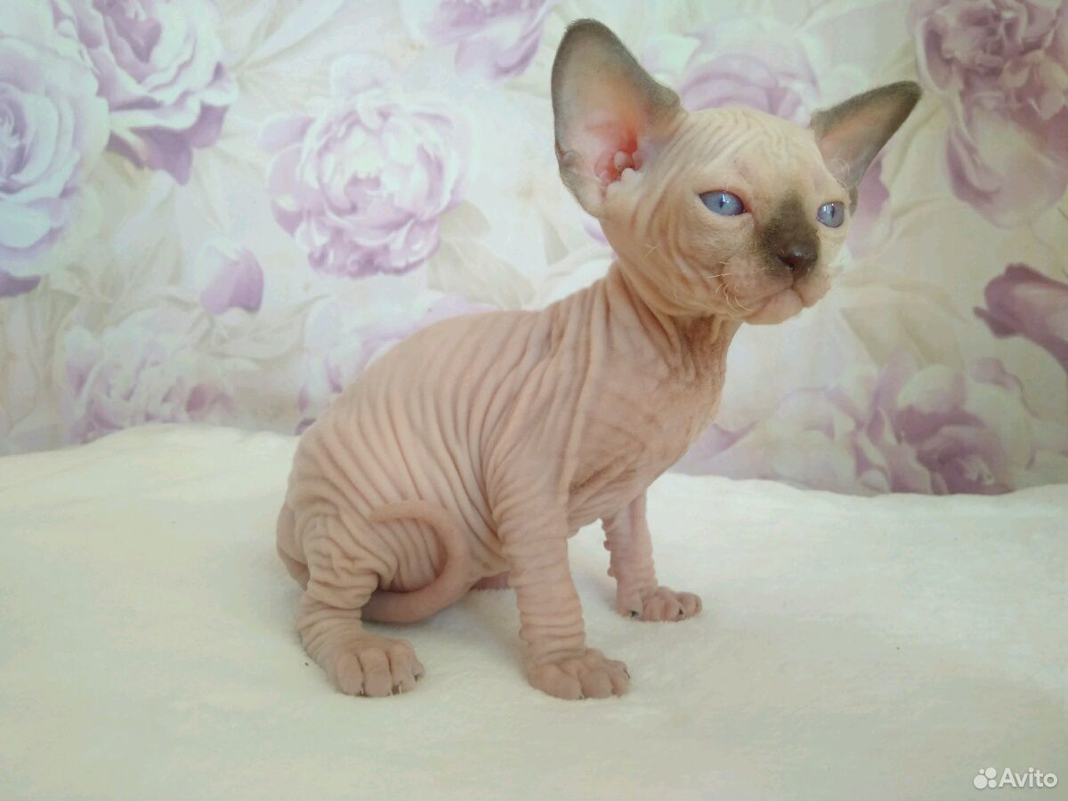 Девочка-Канадочка