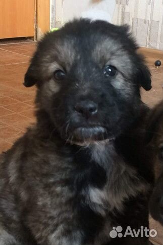 Лейла ищет хозяина и дом