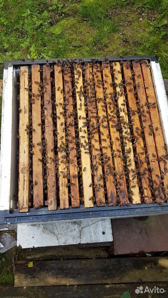 Пчелопакеты, пчелосемьи