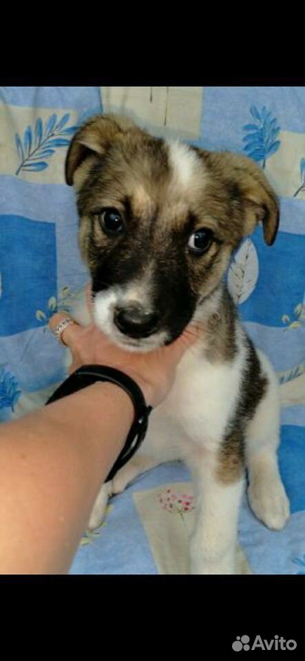 Супер метис ищет дом