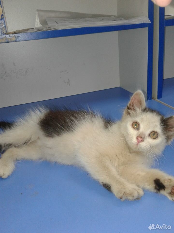 Котик