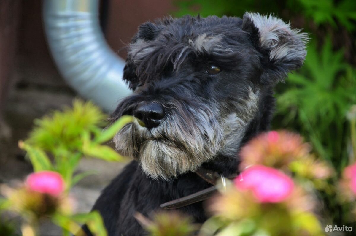 Кобель цвергшнауцер для вязки. Очень умный, здоров