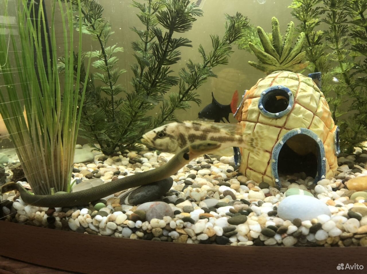 Каламоихт(рыба-змея)