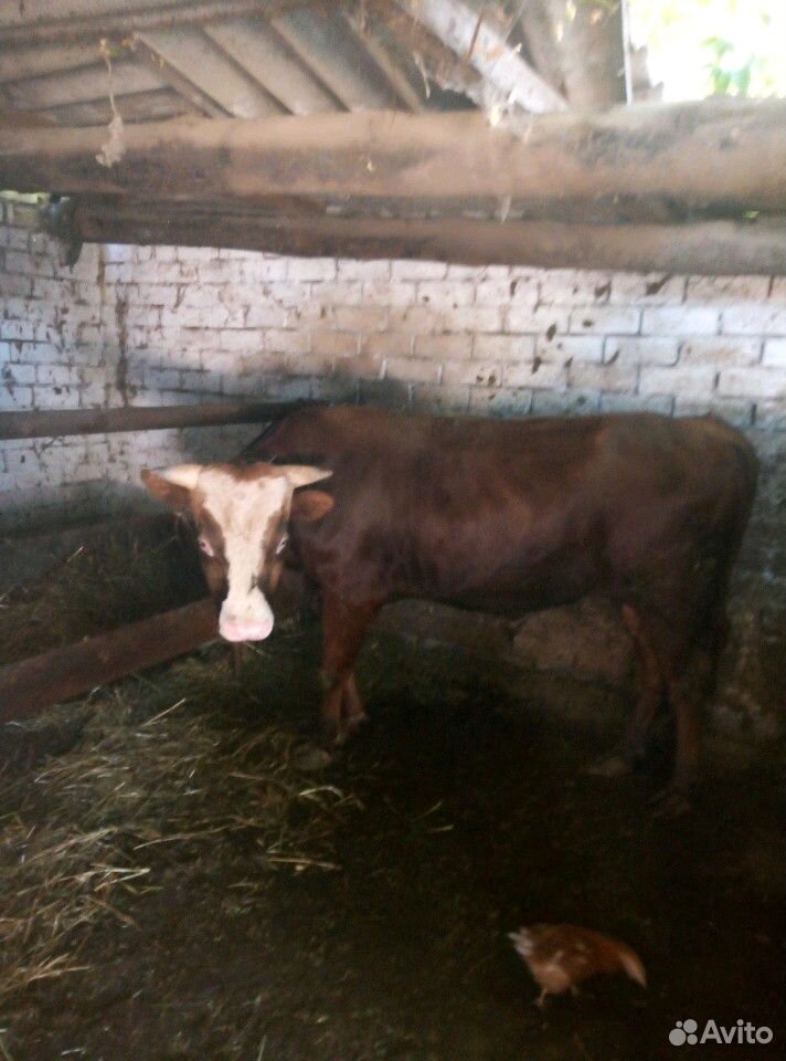 Бычок жирный долгое время на откорме