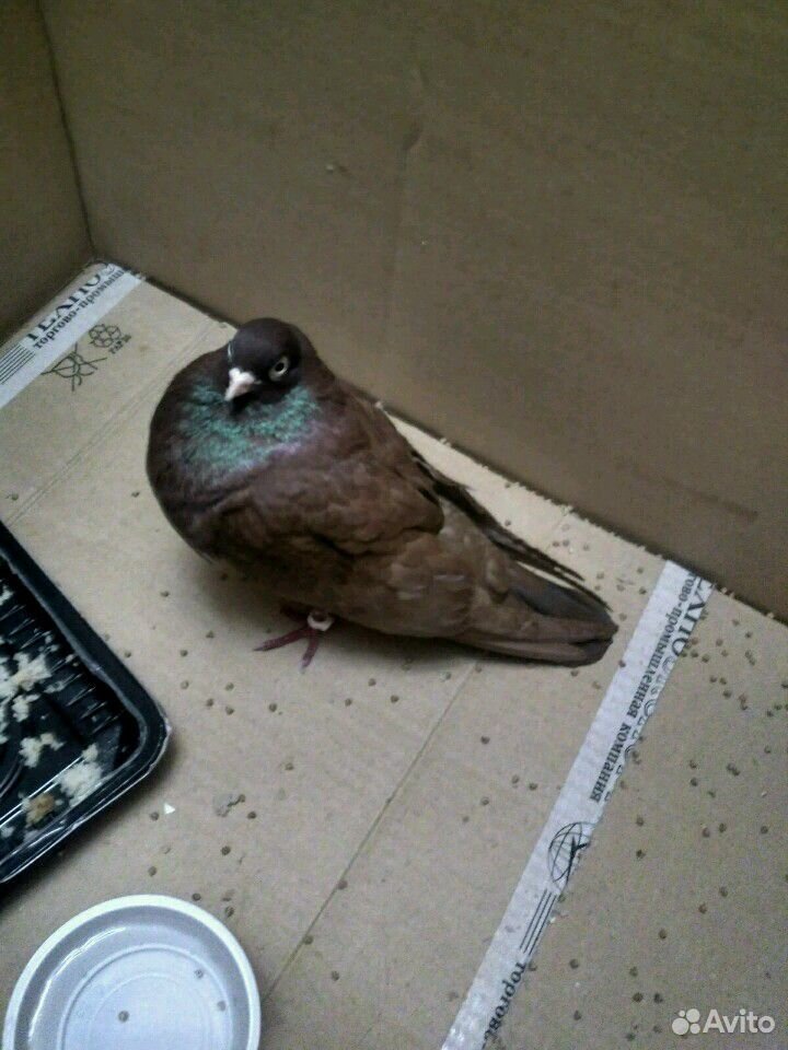 Коричневый голубь с кольцом на лапе домашний приби
