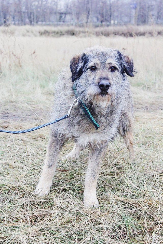 Тетьеристая собака Тоша в добрые руки