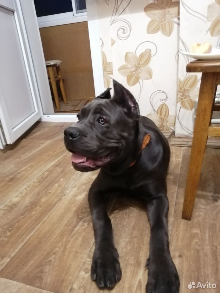 Кане корсо девочка