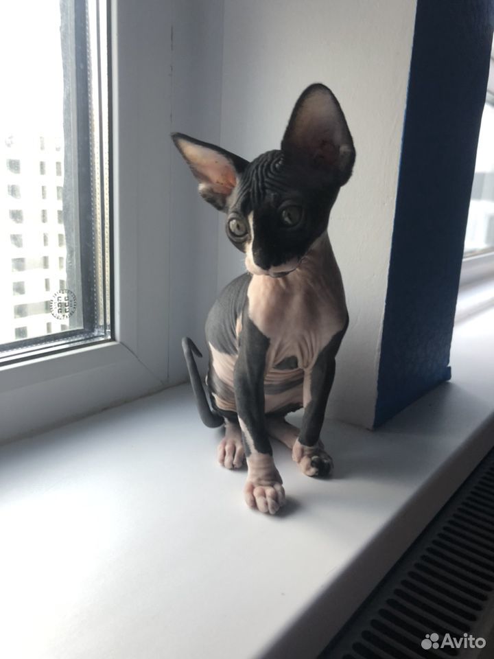 Канадский сфинкс