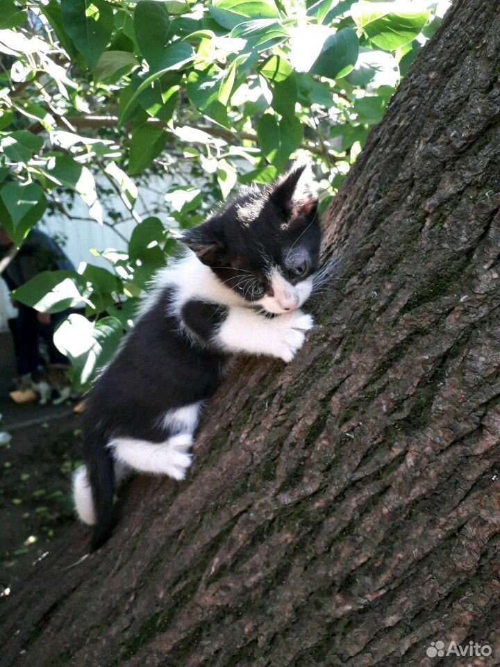 Черно-белый котенок мальчик