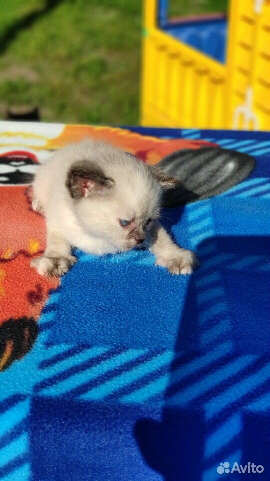 Котенок совенок