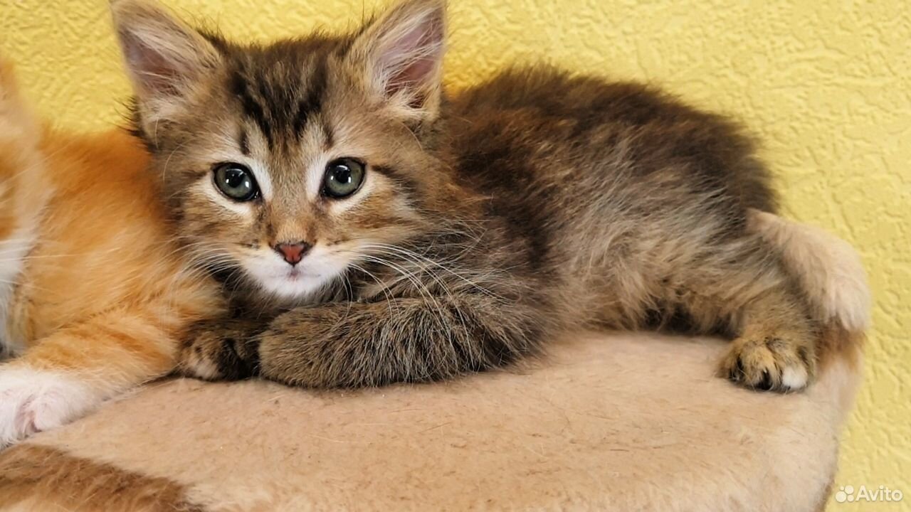 Котёнок Бася в добрые руки