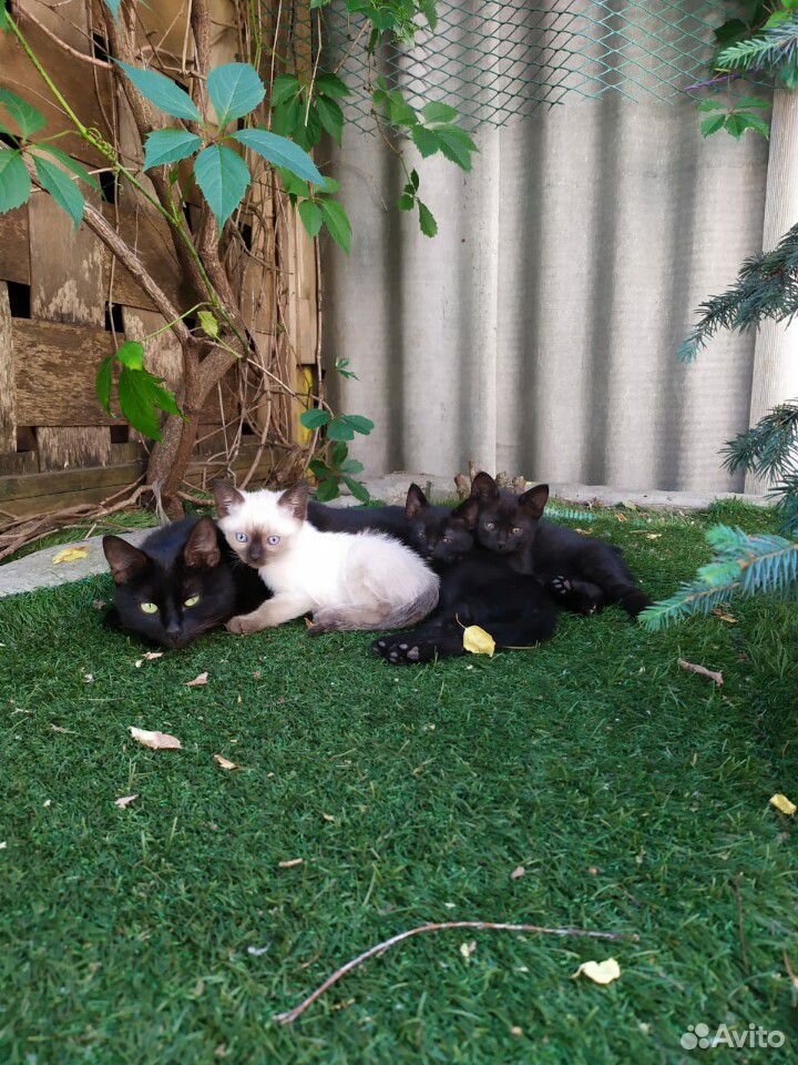 Котята девочки за рубль