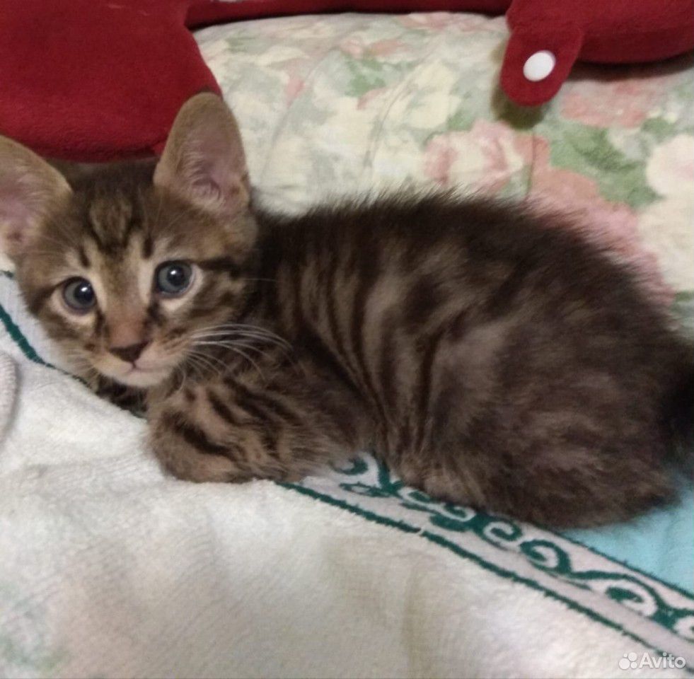 Курильский бобтейл