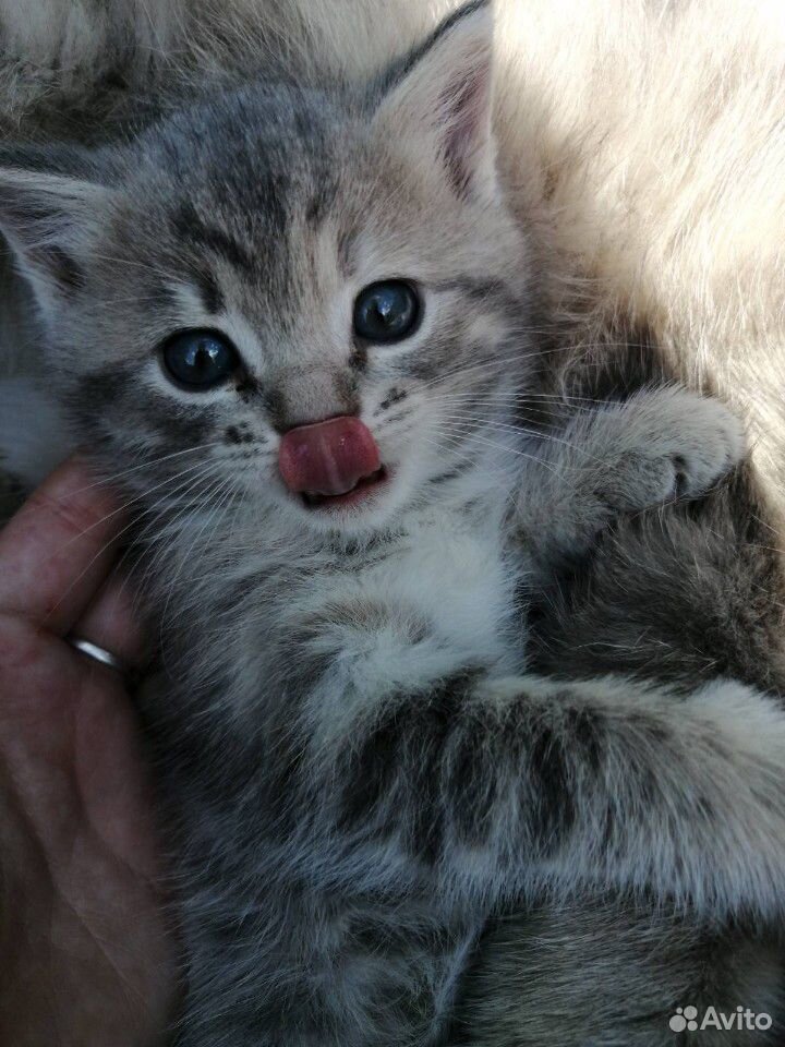 Котик