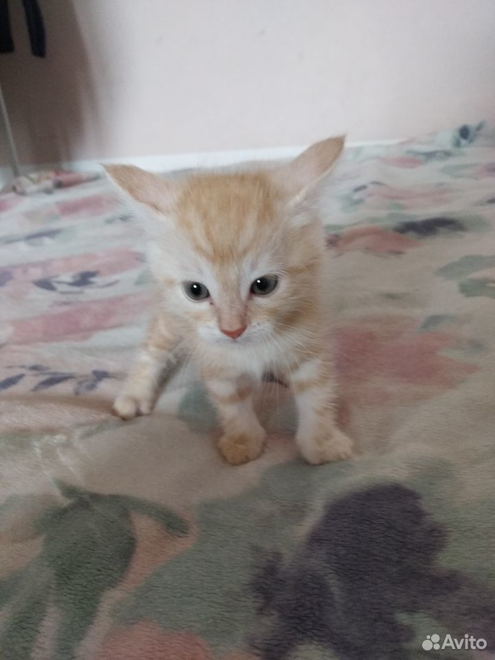 Продаю котенка. Курильский бобтейл.1,5 месяца.к ту