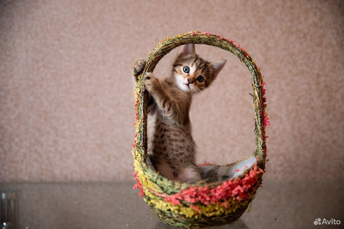 Котята в хорошие руки