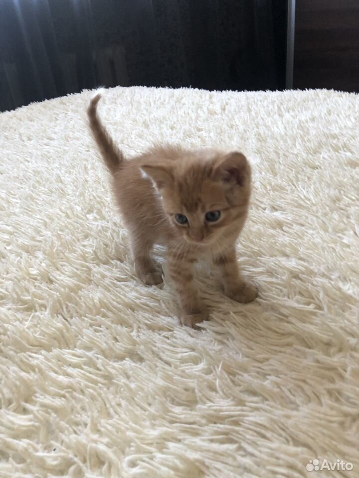 Котята рыженькие с голубыми глазками