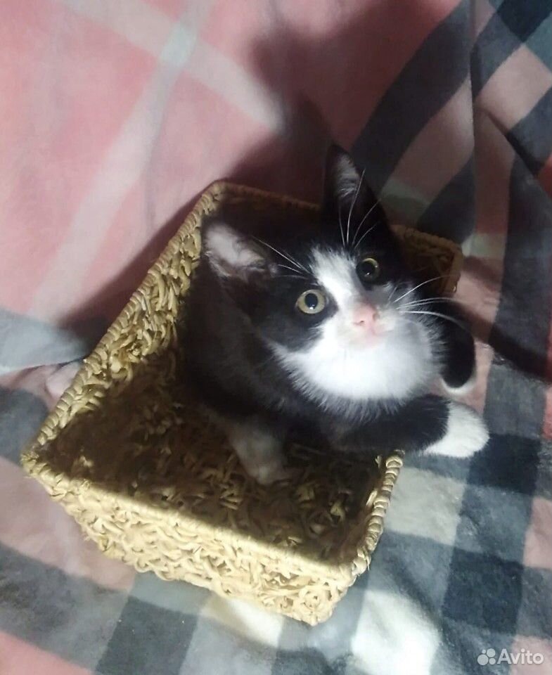 Ласковый котенок мальчик в дар 2 мес