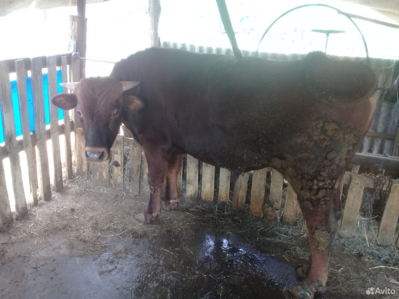 Продается бык