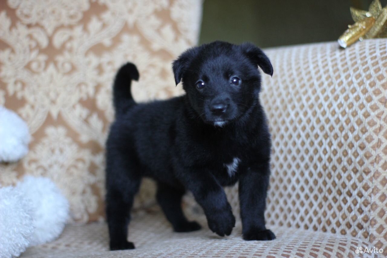 Щенок 1,5 месяцев Одри в добрые руки