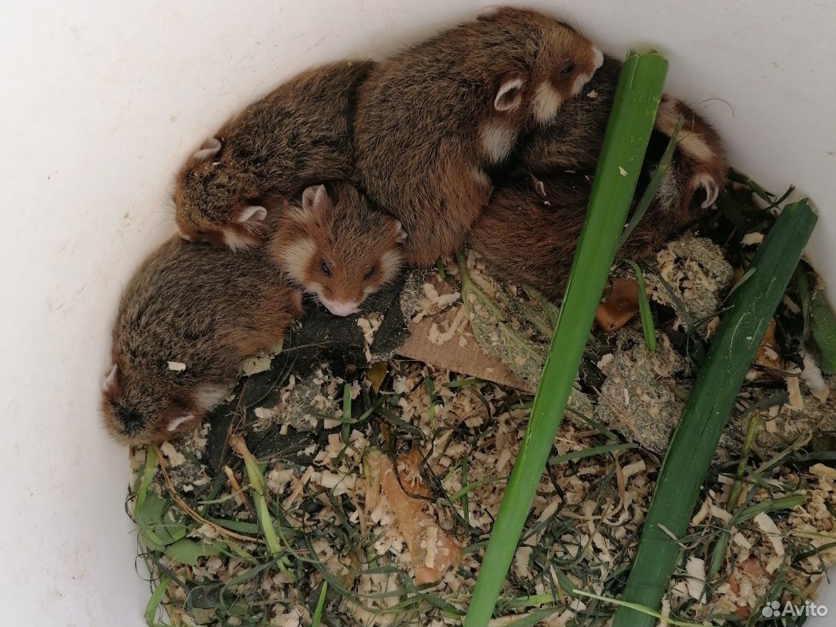 Лесной хомяк Карбыш продам цена договорная Это дет
