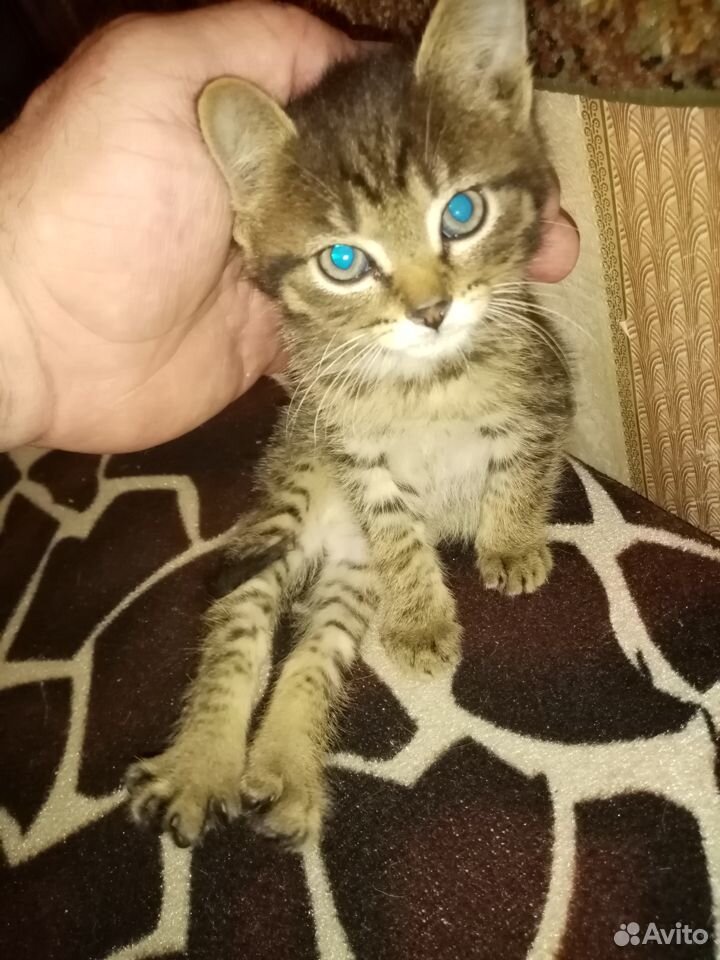 Отдам котёнка в добрые руки
