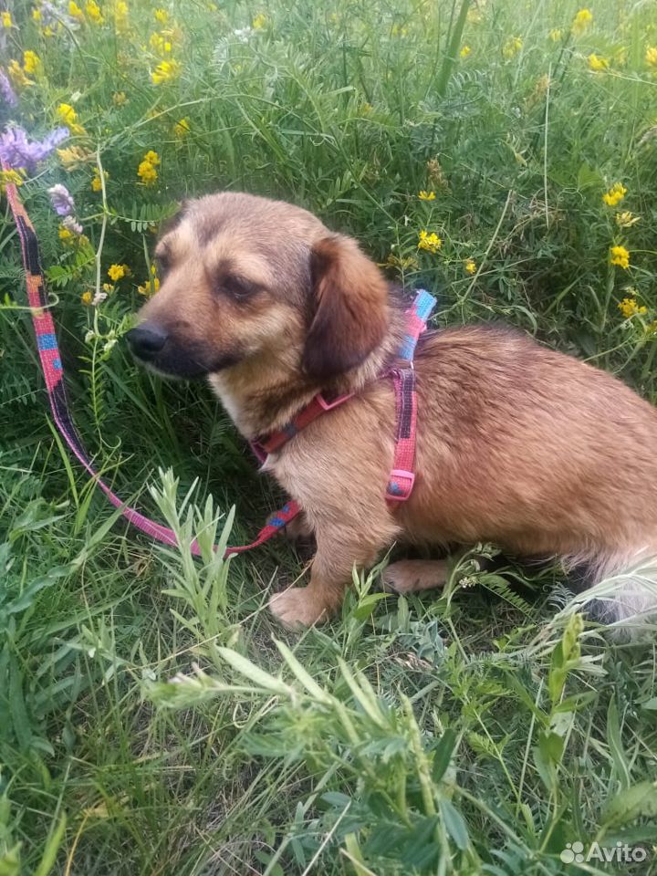 Ищет дом мелкая Собачка Масяня