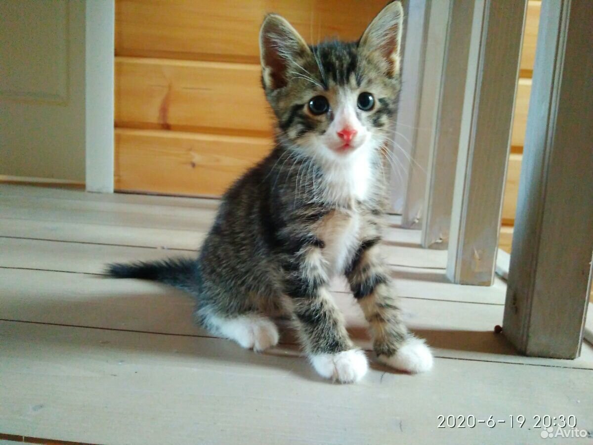 Кошка