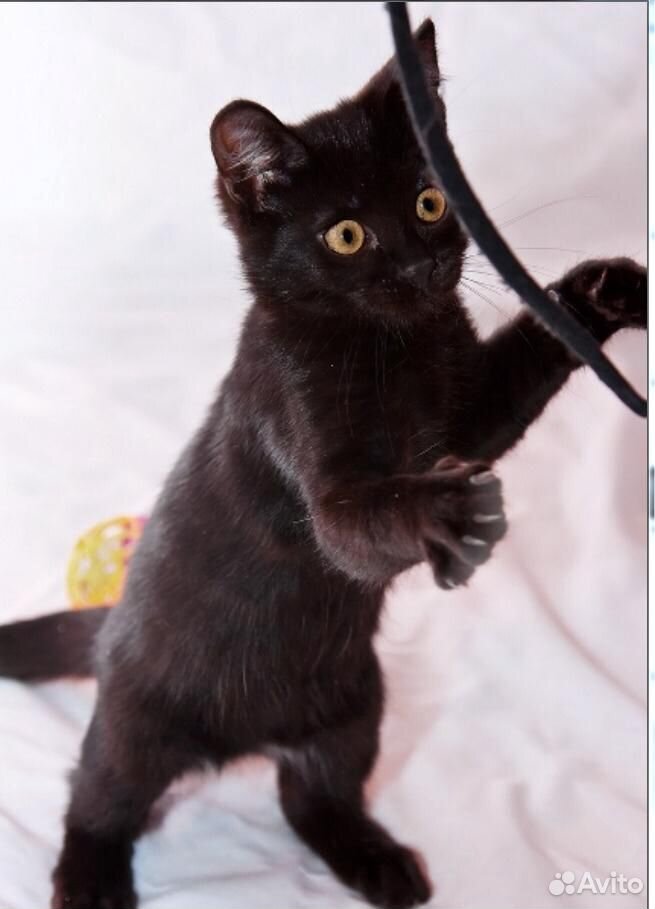 Котенок в дар