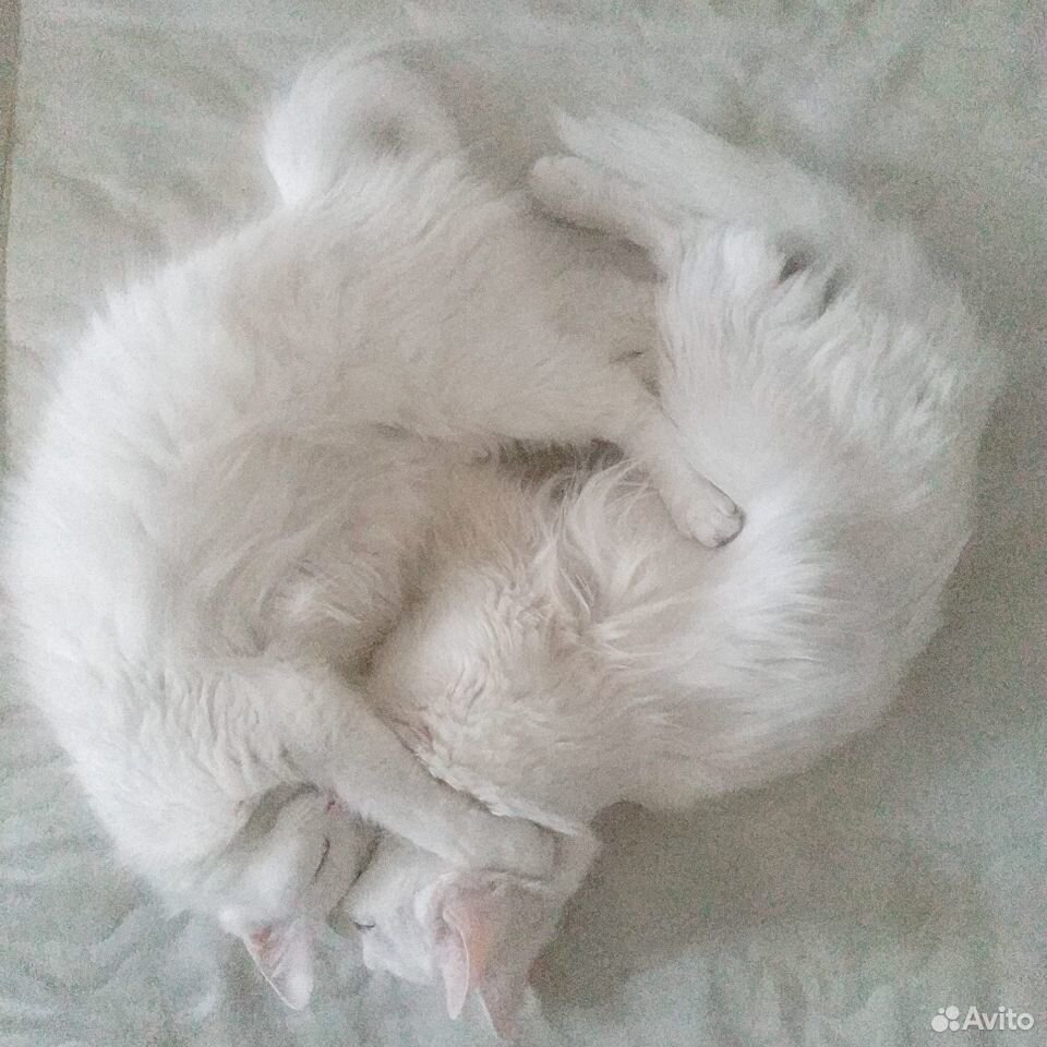 Котики в добрые руки