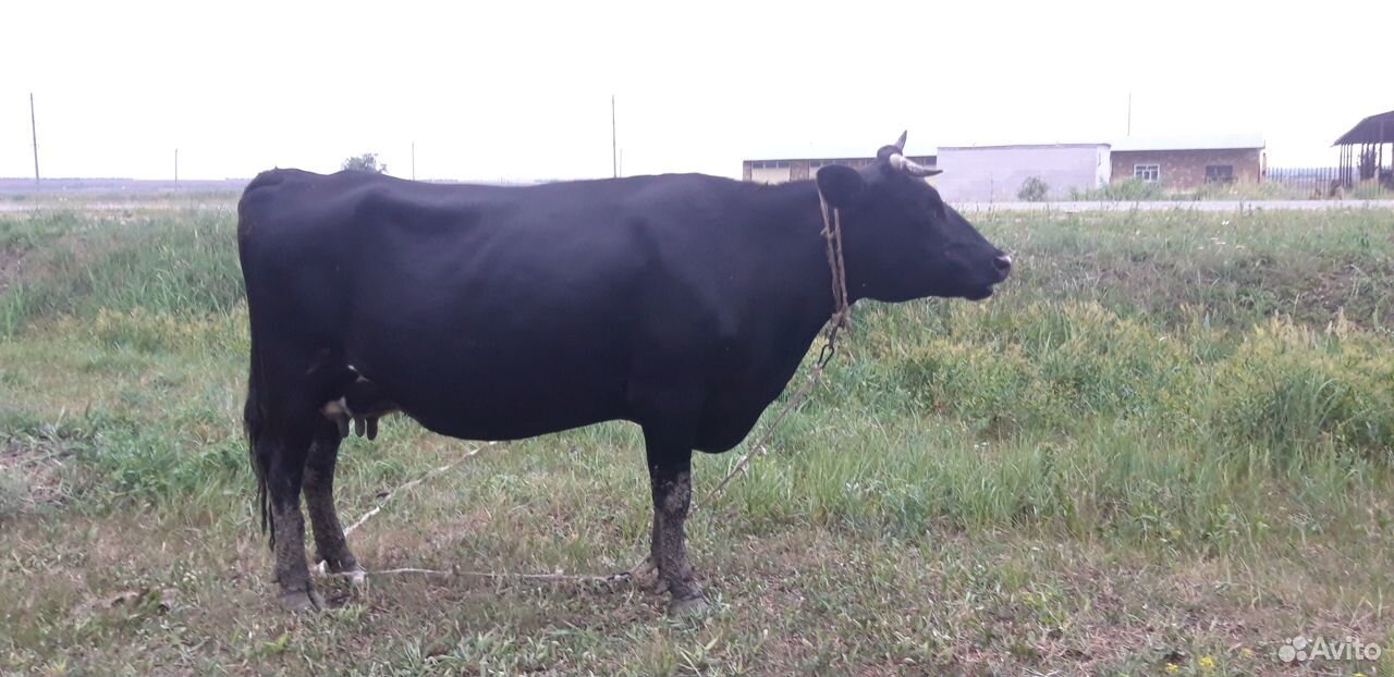 Продается стельная корова