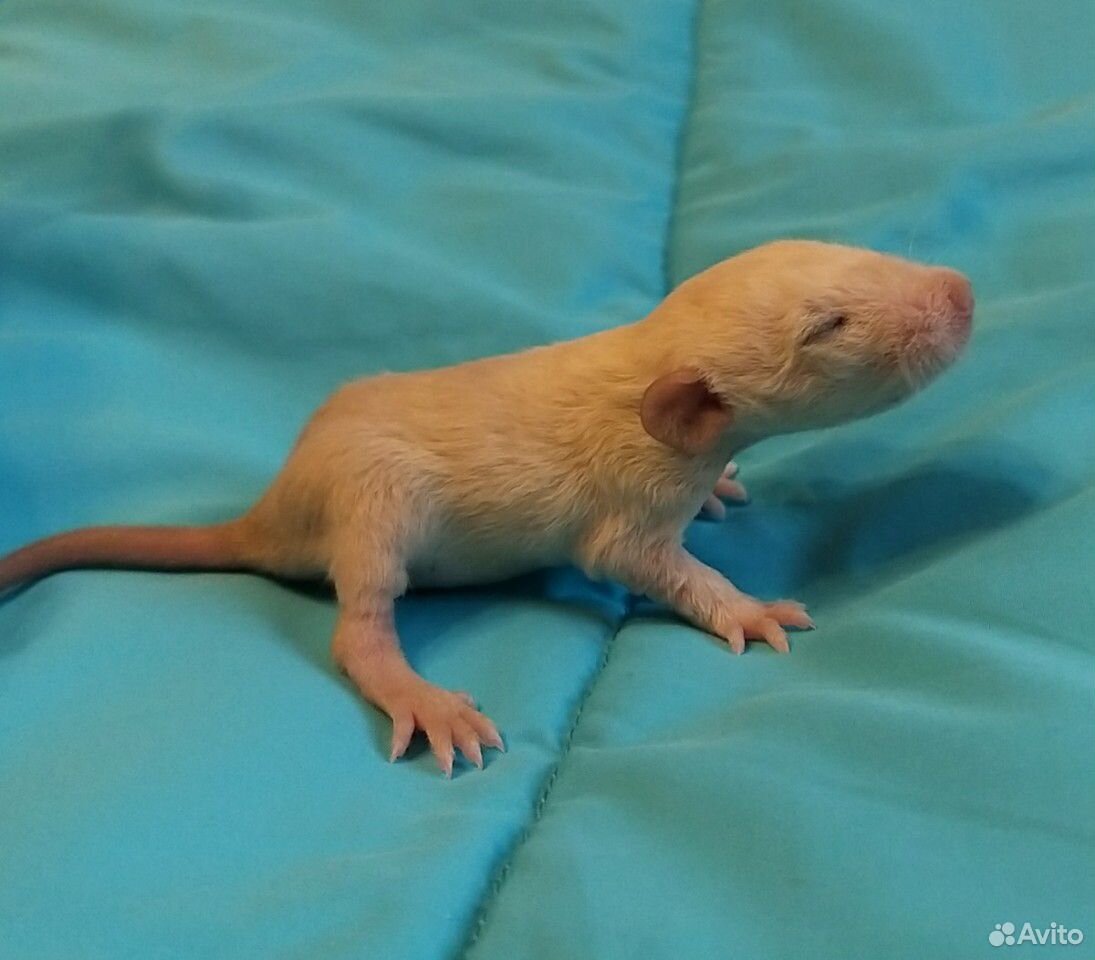 Крысята дамбо домашнего разведения