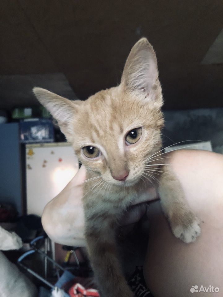 Котёнок