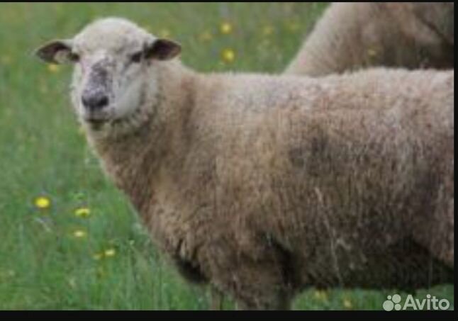 Шерсть меринос