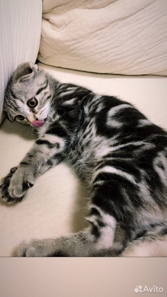 Британская вислоухая породистая