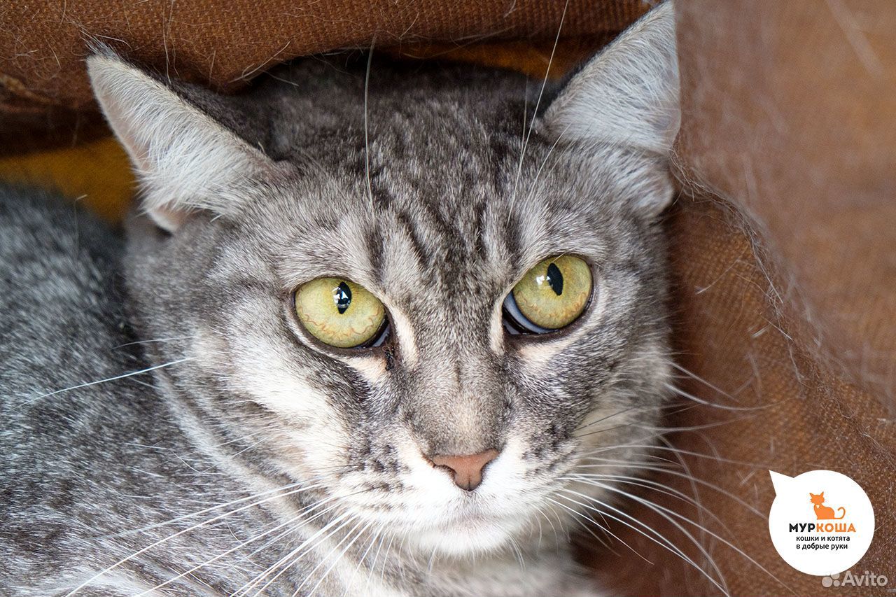 Полина очень ласковая и нежная кошечка