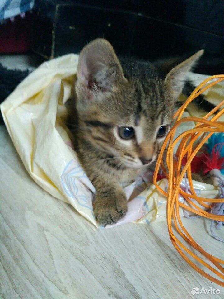 Котенок - тигренок Ева Браун