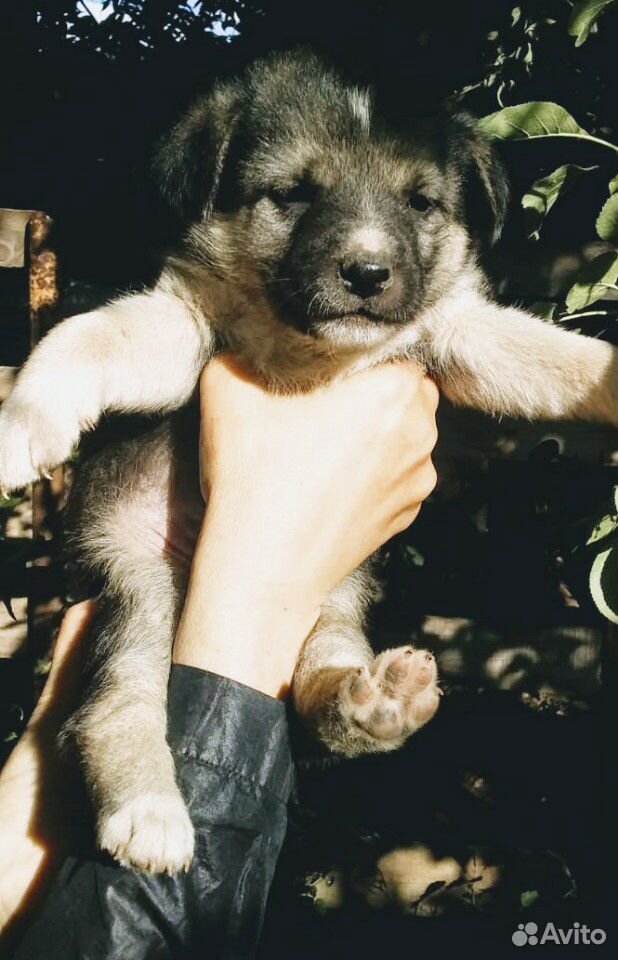 Щенок мальчик, метис маламута