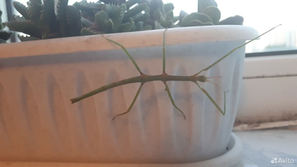 Аннамский палочник