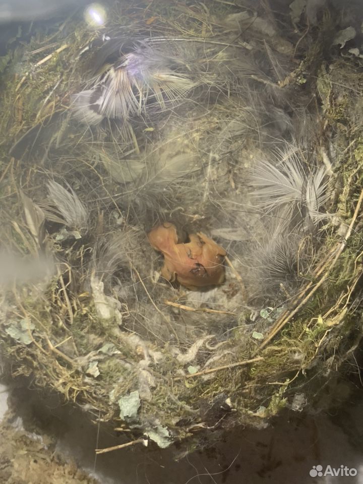 Птенец серой мухоловки