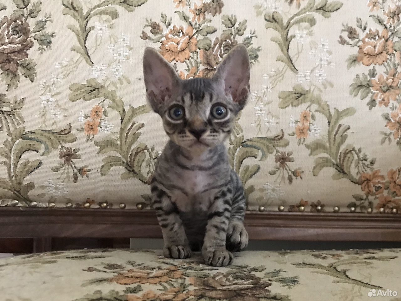 Девон рекс Тигровые Вики и Вили