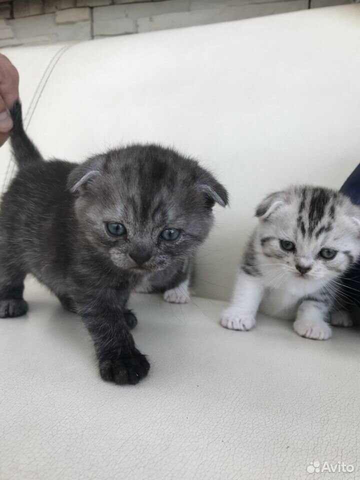 Шотландский вислоухий кот (малыш )