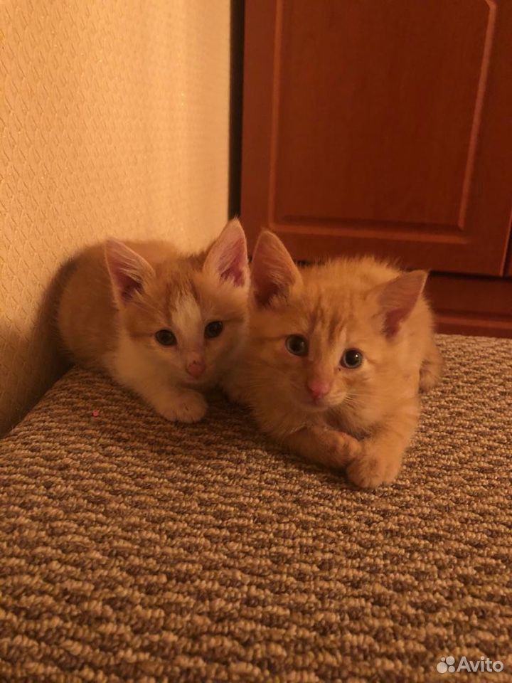 Котята