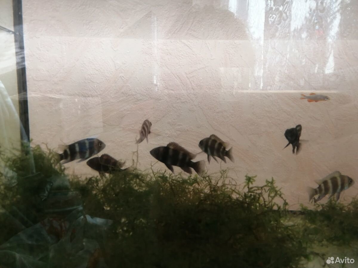 Рыбки Фронтоза