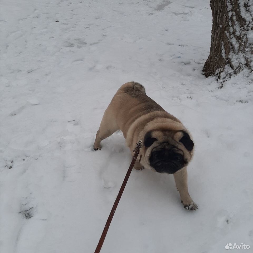Отдам в хорошие руки, бесплатно, мопса