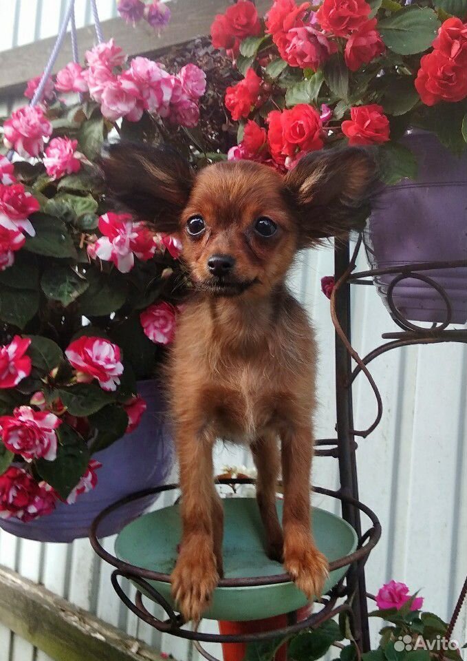 Той-терьер, куколка- Дюймовочка