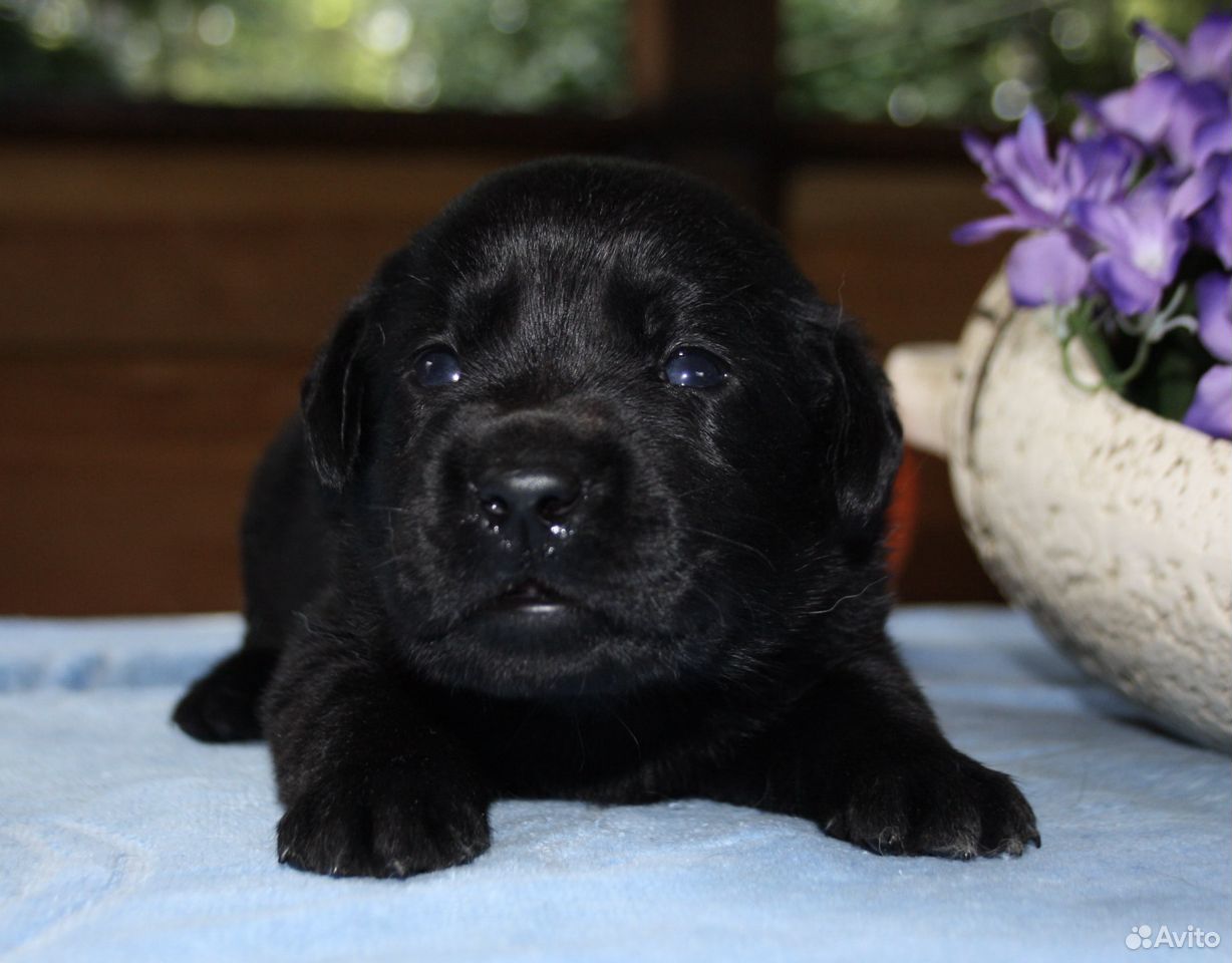 Лабрадор чёрный мальчик девочка РКФ